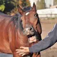 How Strong Are Horses? 6 Horse Strength Facts & FAQs