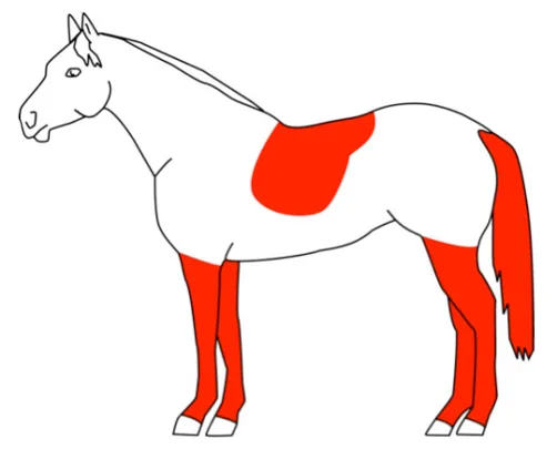 Horse Clipping Guide: Types of Horse Clips & Why Horses are Clipped