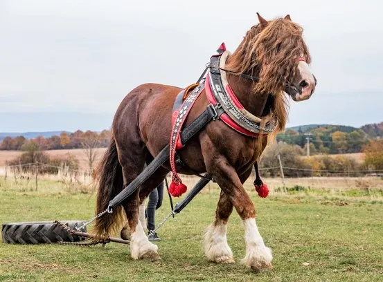 How Strong Are Horses? 6 Horse Strength Facts & FAQs