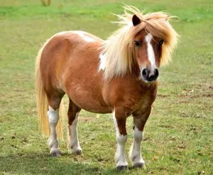 12 Most Popular Horse Breeds & Types of Horses (With Pictures)
