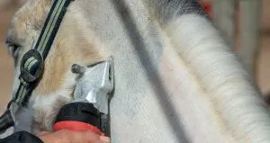 Horse Clipping Guide: Types of Horse Clips & Why Horses are Clipped