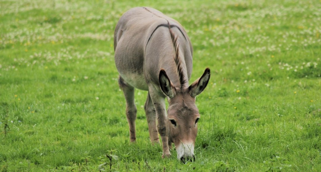 Why Do Donkeys Have a Cross on Their Back?