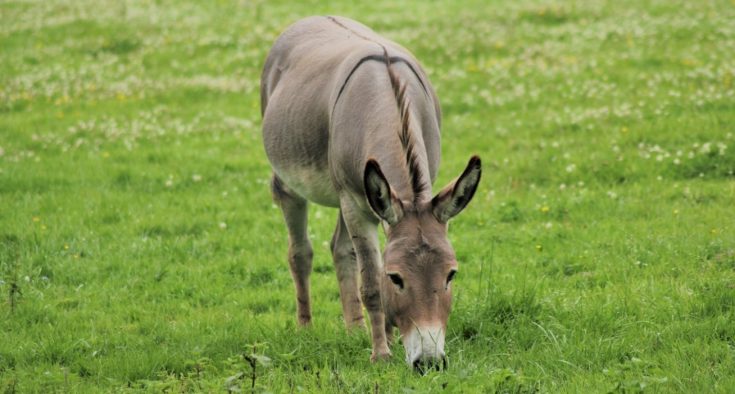 Why Do Donkeys Have a Cross on Their Back?