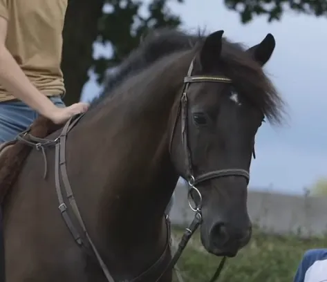 7 Horses From Free Rein TV Series (With Pictures)