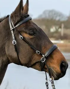 Bitless Bridles Guide: How They Work, Benefits, Types & Best Ones to Buy
