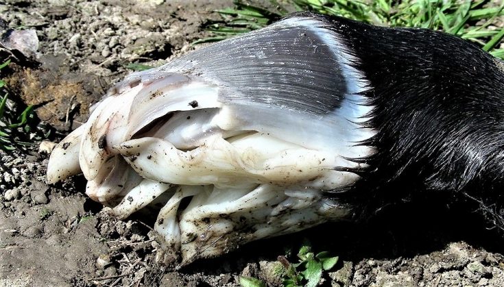 What Are Foal Slippers? Their Purpose & What They're Made of (Golden ...