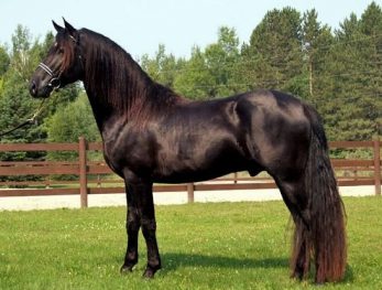 7 Native Canadian Horse Breeds (With Pictures)