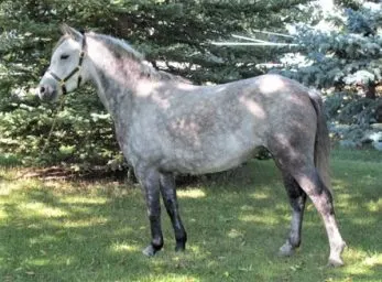 7 Native Canadian Horse Breeds (With Pictures)