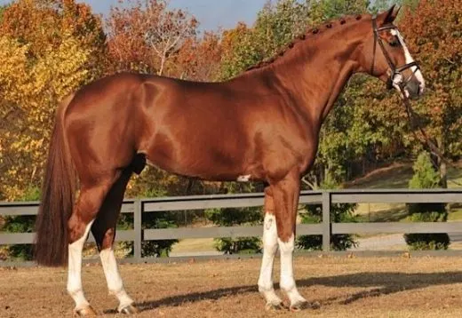 7 Native Canadian Horse Breeds (With Pictures)