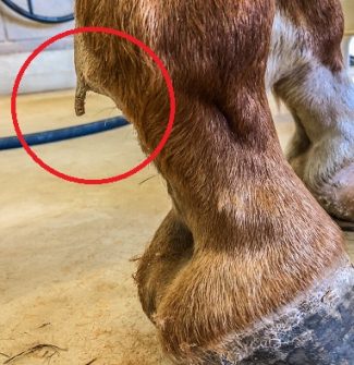 What Are Chestnuts and Ergots on Horses? Common FAQs Answered