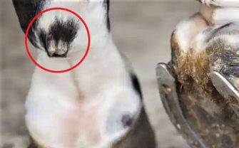 What Are Chestnuts and Ergots on Horses? Common FAQs Answered