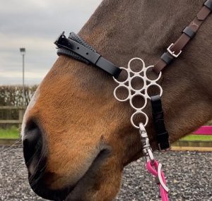 What is a Hackamore Bridle? How it Works, Types & Should You Use One