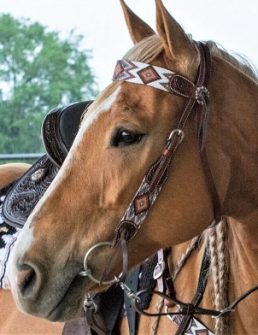 What is a Horse Bridle? Parts, Uses, Types & FAQs Answered