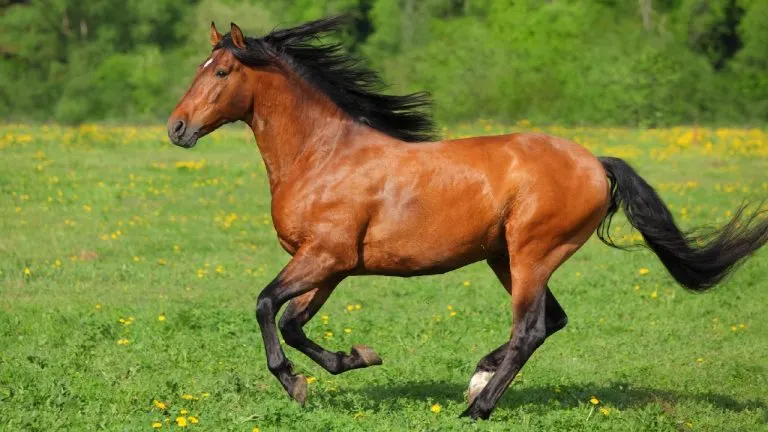 How Far Can a Horse Travel? Horse Running Endurance Explained