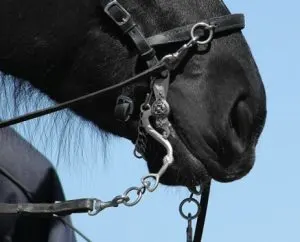 Horse Bit Severity Chart With Bits in Order of Harshness