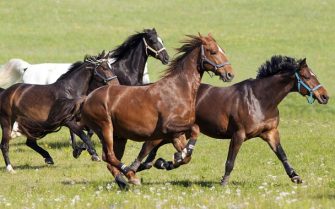 How Far Can a Horse Travel? Horse Running Endurance Explained