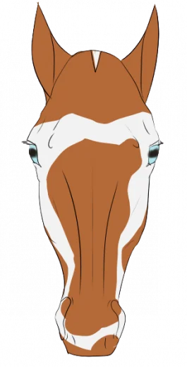 15 Common Horse Face & Leg Markings With Pictures