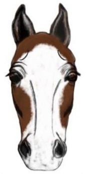 15 Common Horse Face & Leg Markings With Pictures