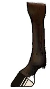 15 Common Horse Face & Leg Markings With Pictures