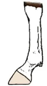 15 Common Horse Face & Leg Markings With Pictures