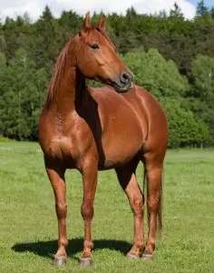 American Quarter Horse Breed Profile: History, Facts, Stats & More