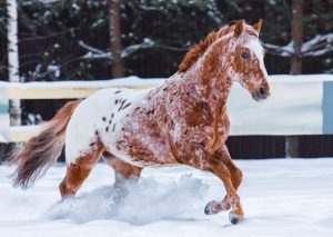 Appaloosa Horse Breed Profile: History, Facts, Stats & More