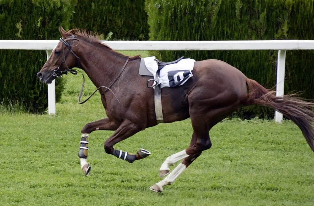 Thoroughbred Horse Breed Profile: History, Facts, Stats & More