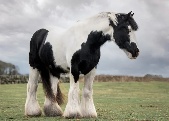 5 Native Irish Horse Breeds