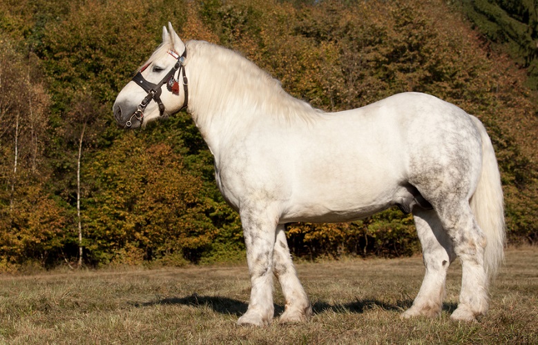 8 Native French Horse Breeds That Are The Jewels of France