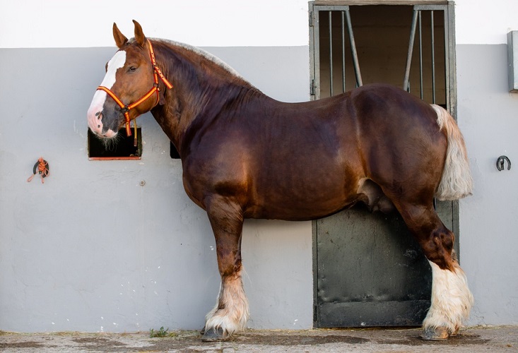 8 Native French Horse Breeds That Are The Jewels of France