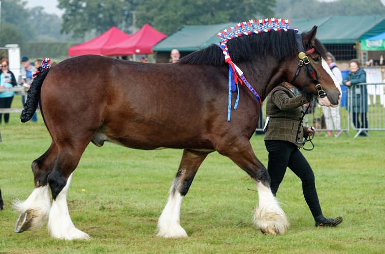 Shire Horse Price: How Much Do They Cost?