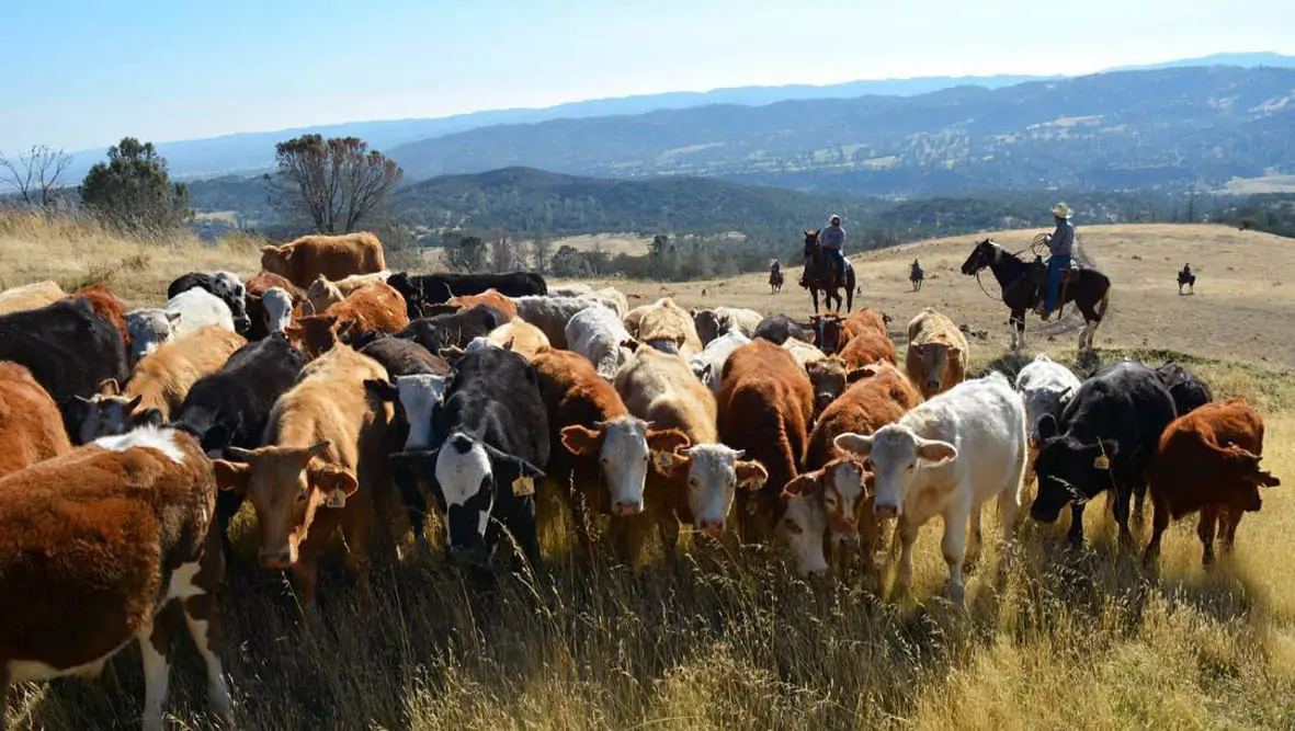 8 Best Working Cattle Ranch Vacations in the US