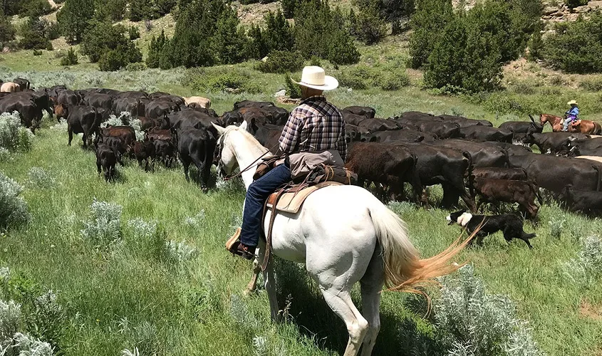 8 Best Working Cattle Ranch Vacations in the US