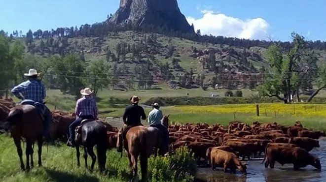 8 Best Working Cattle Ranch Vacations in the US