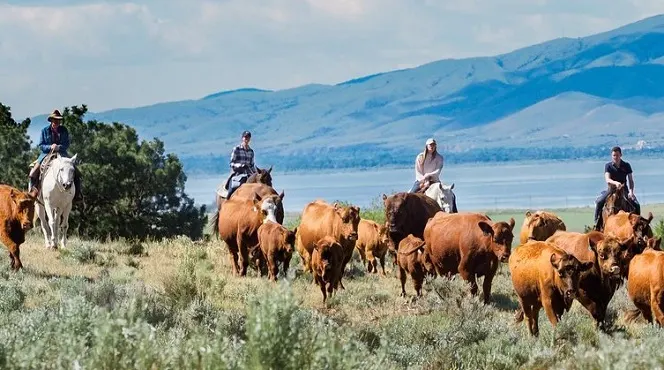 8 Best Working Cattle Ranch Vacations in the US