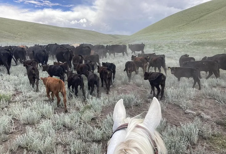 8 Best Working Cattle Ranch Vacations in the US