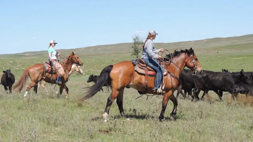 8 Best Working Cattle Ranch Vacations in the US