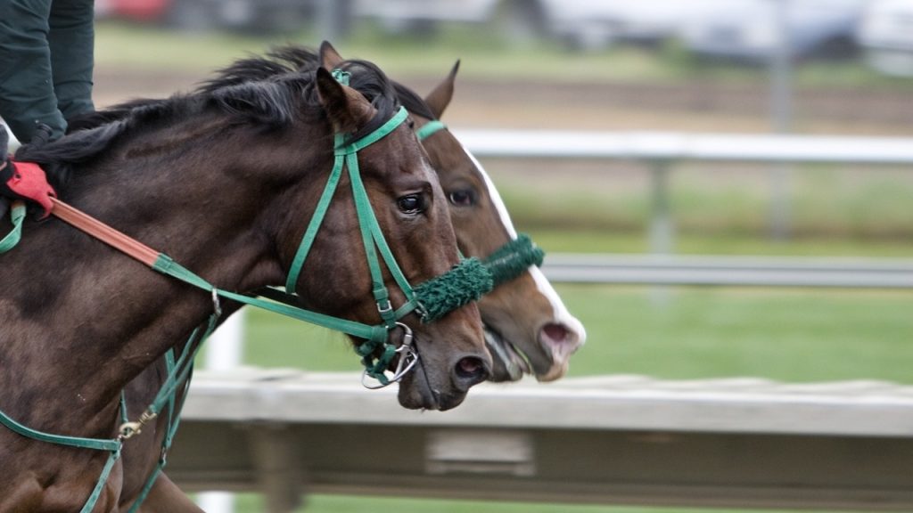30 Best Horse Racing Jokes That Are a Runaway Hit